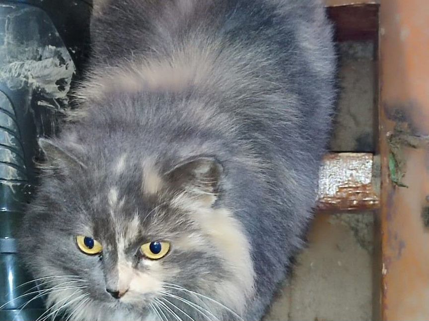 Кошки в добрые руки бесплатно