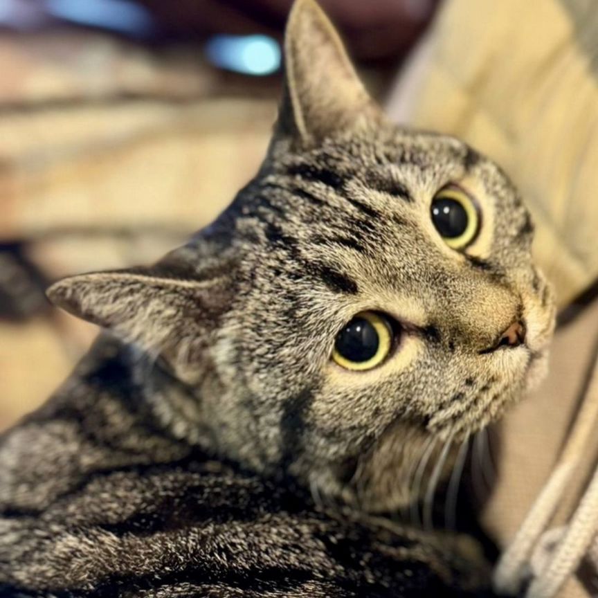 Ооочень нежный котик