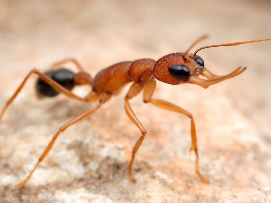 Harpegnathos saltator (Салтаторы)