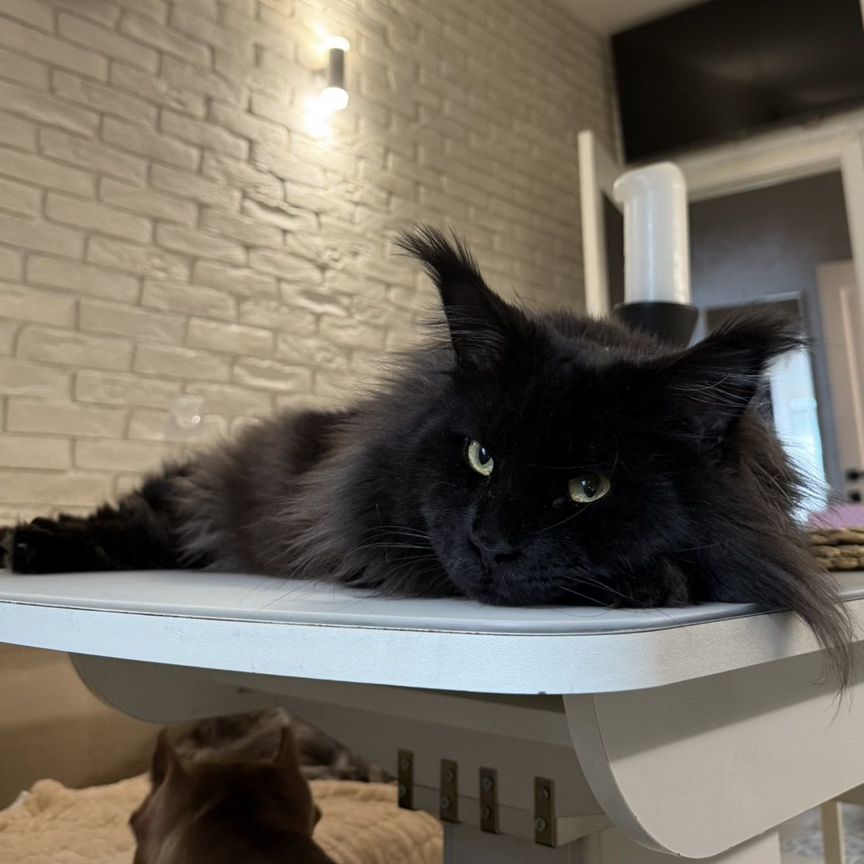 Мейн-кун, взрослая кошка