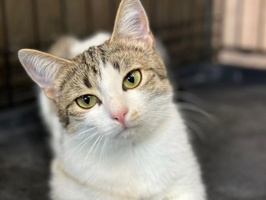 Котенок, с которым не бывает скучно