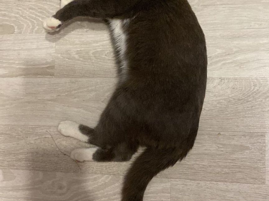 Классный котя