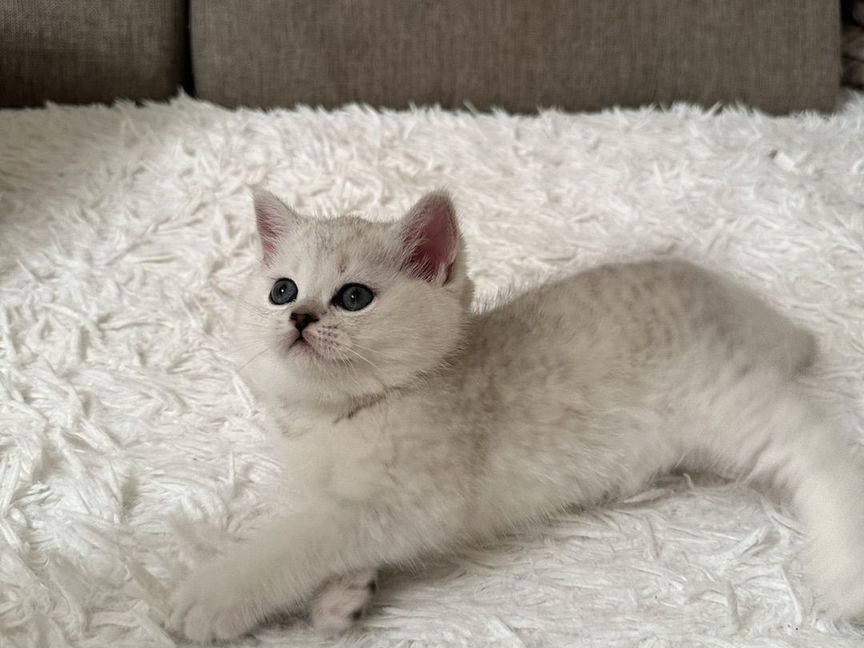 Шотландские шиншилята девочки и мальчики