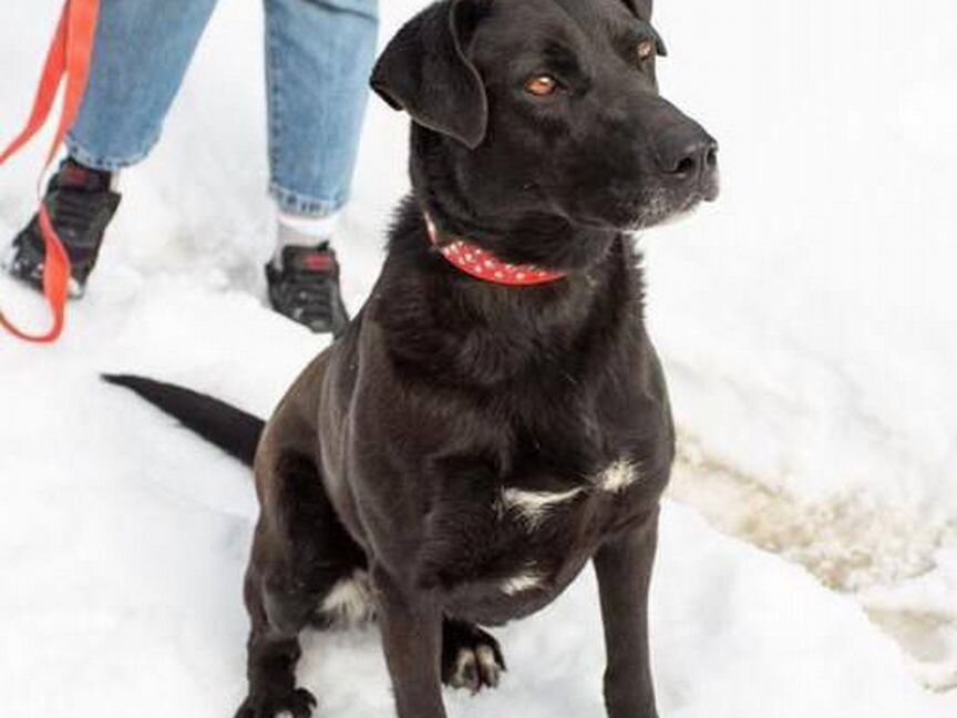 Собака в добрые руки лабрадор метис