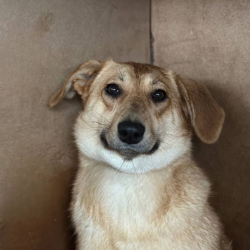 Небольшая собачка из приюта