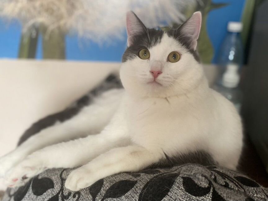 Котик в добрые руки