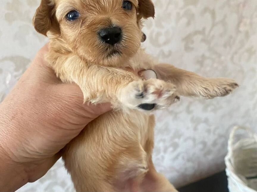 Малыши Мальтипу Ф1