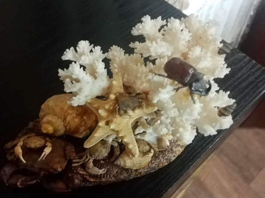 Морские кораллы