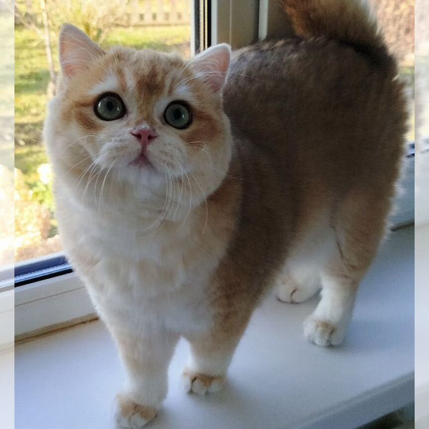 Британские золотые мальчики