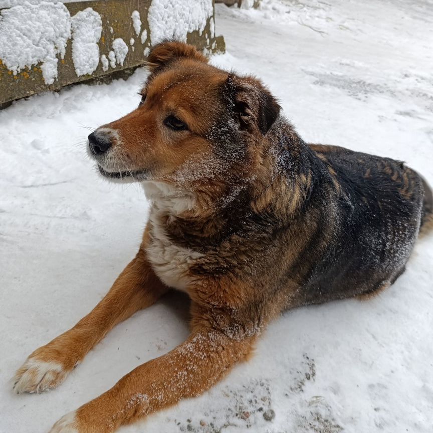 Взрослая собака в добрые руки