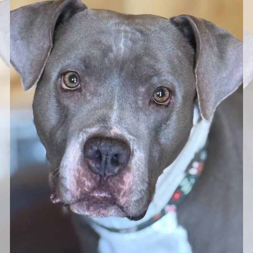 Американский булли, взрослая собака