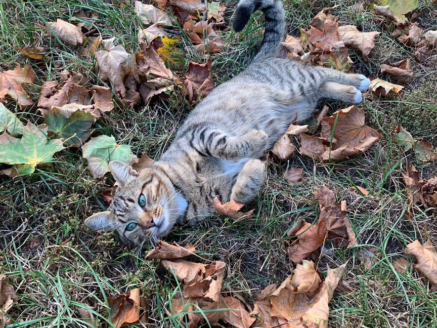 Зеленоглазый кот вашего сердца