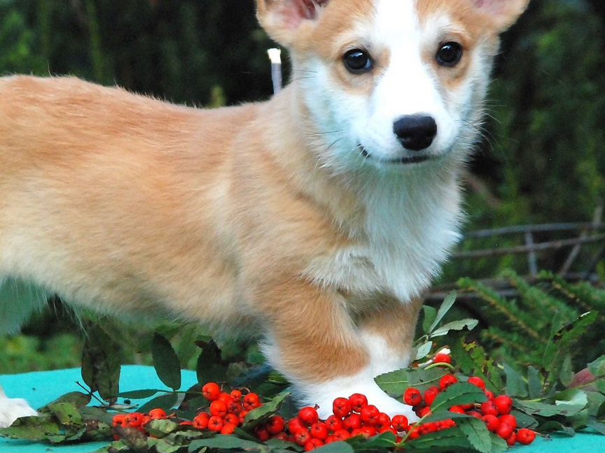 Вельш-корги мальчишка