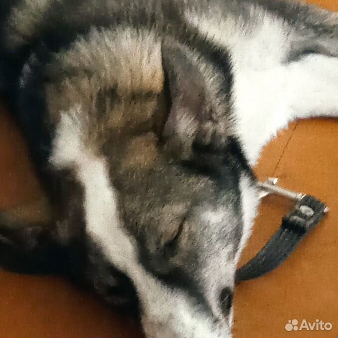 Отдам молодого кобеля восточно-сибирской лайки