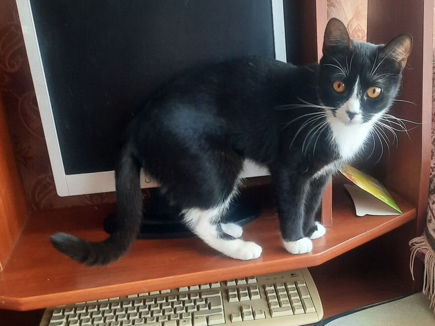 Милый которебенок