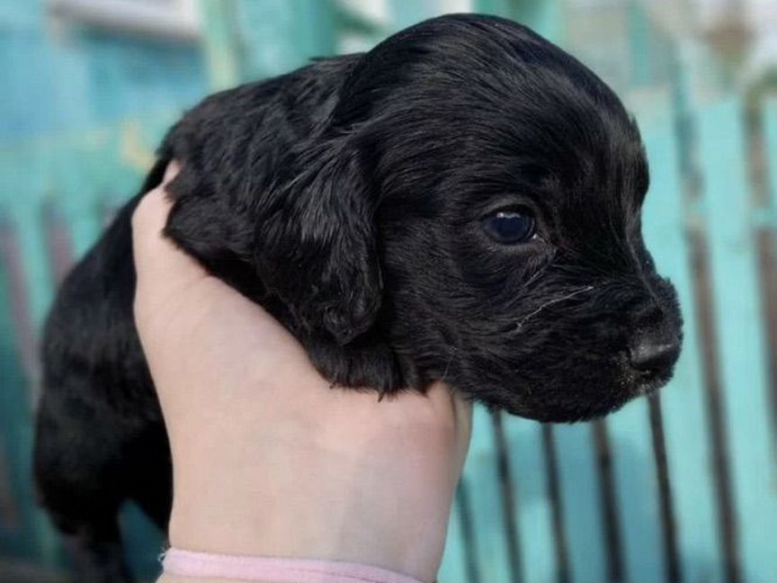 Русский спаниель