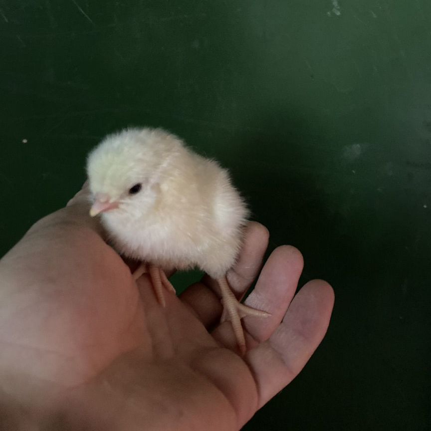 Цыплята несушки легорн