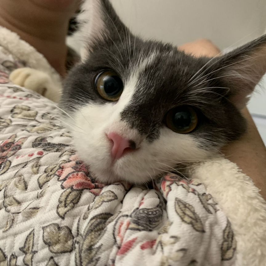Котенок в добрые руки