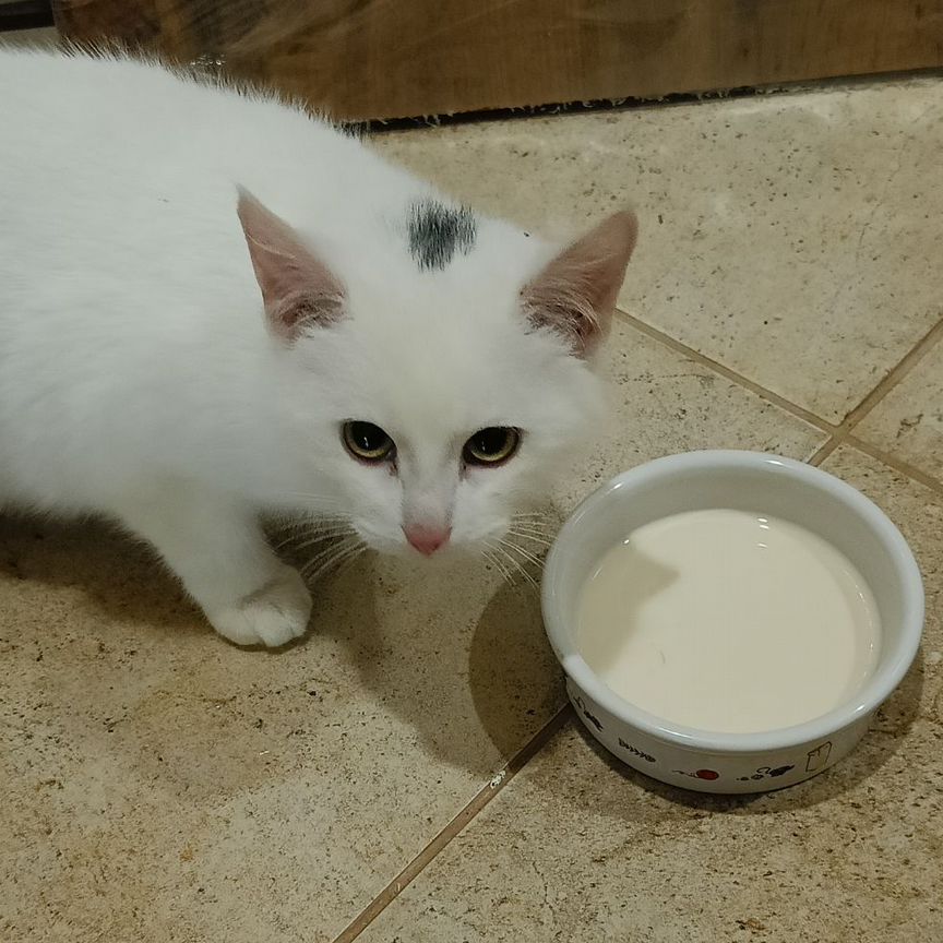 Котик в хорошие руки
