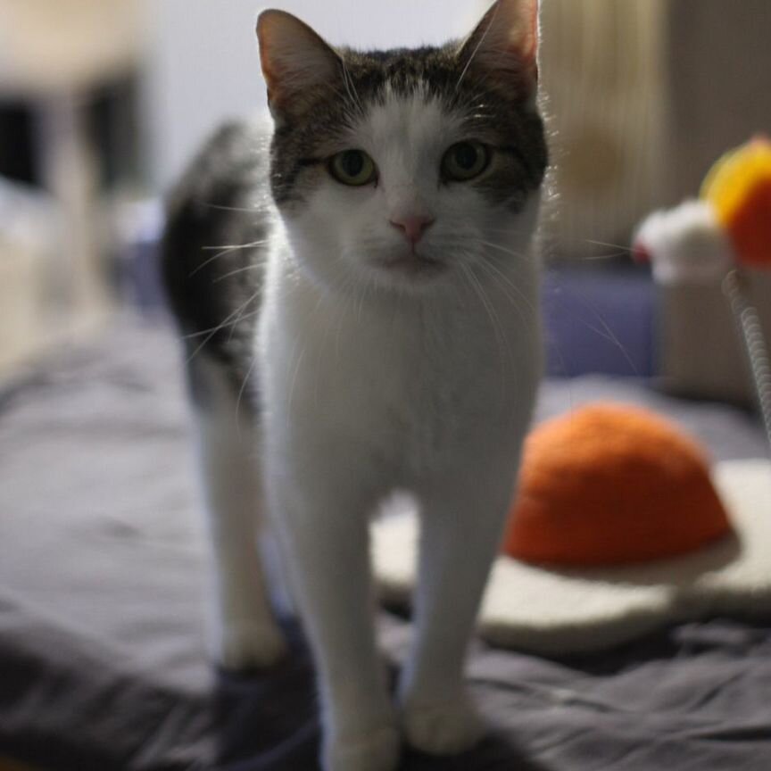 Взрослая, Девочка кошка в добрые руки