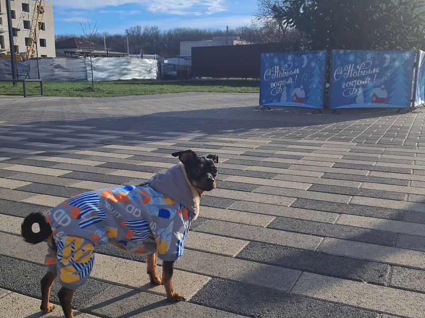 Русский той-терьер