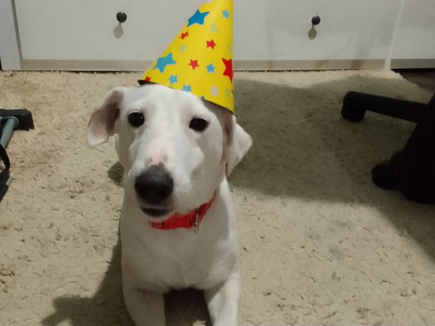 Вязка парсон Рассел терьер