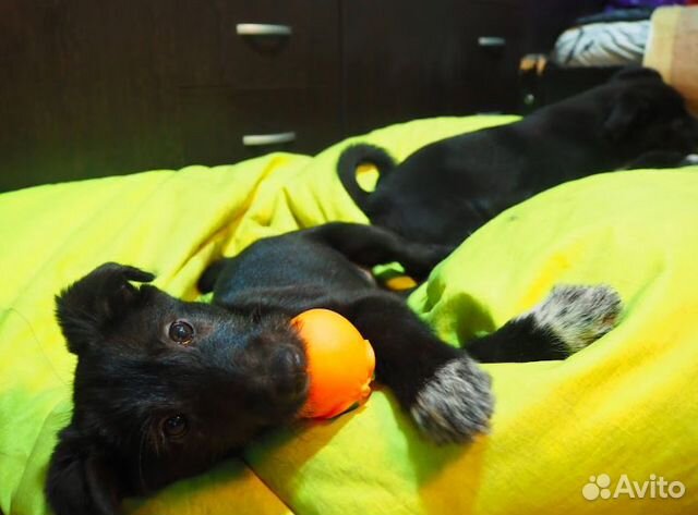 Две барышни-сестрички, 3 месяца, ищут хозяев