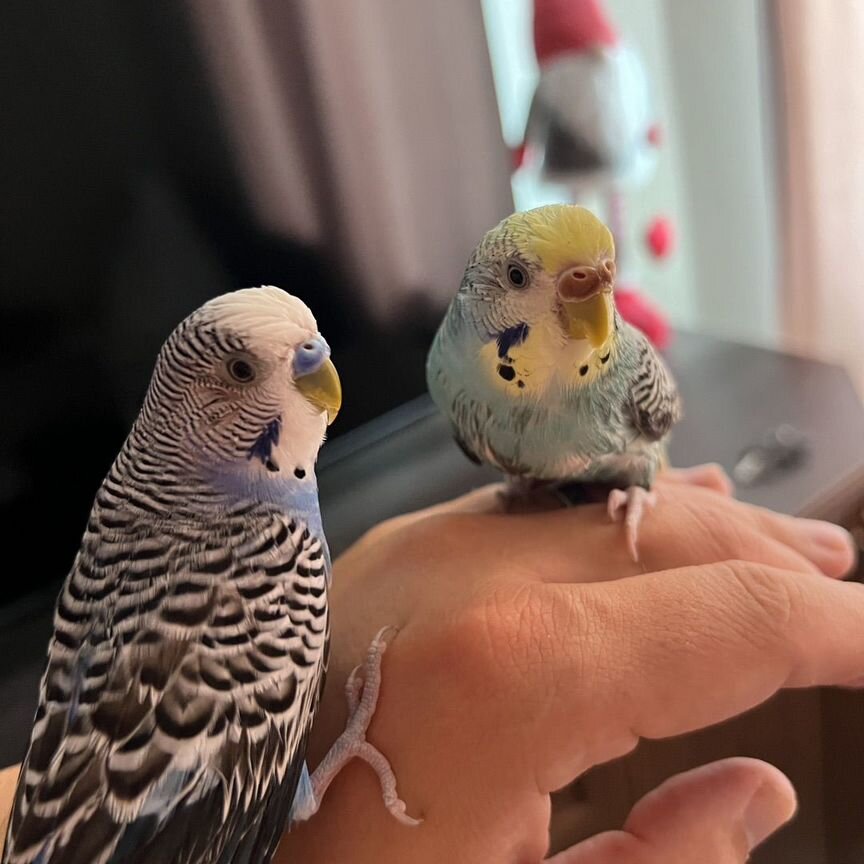 Попугай волнистый