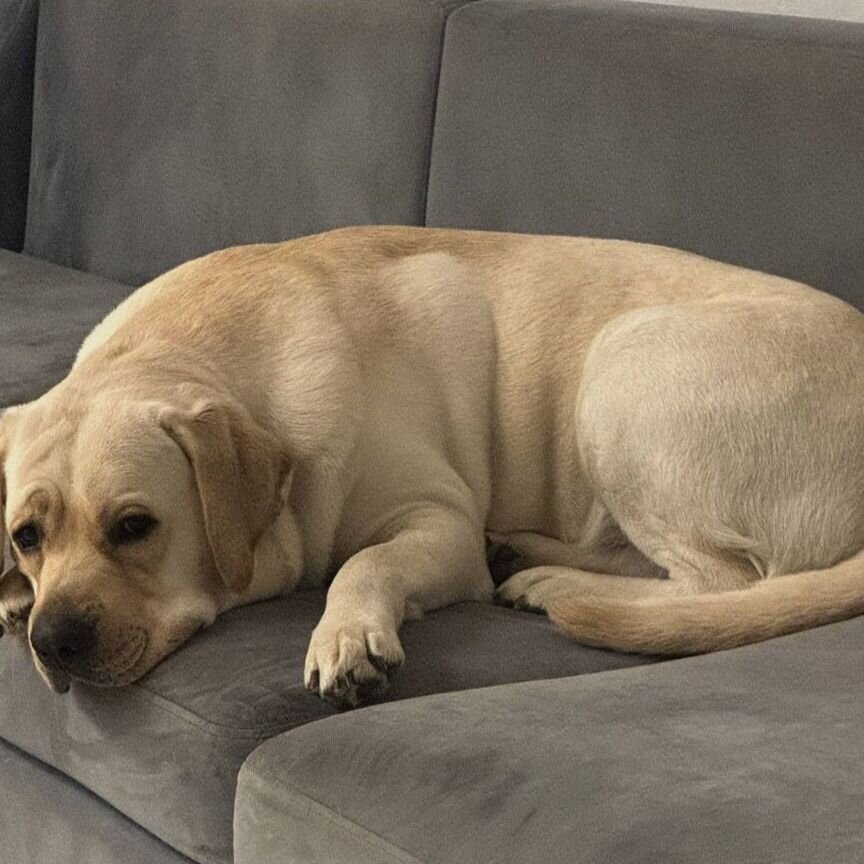 Лабрадор-ретривер, взрослая собака