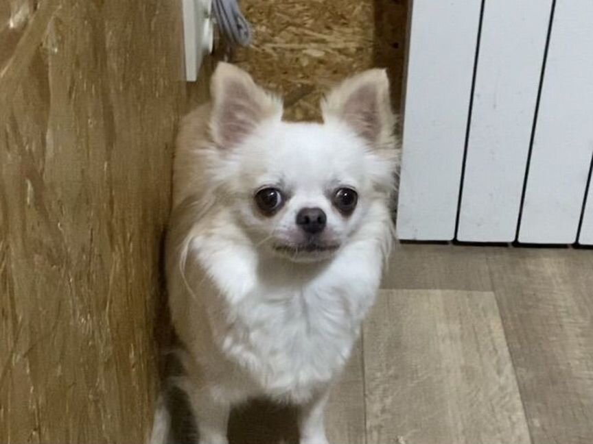 Длинношерстная девочка