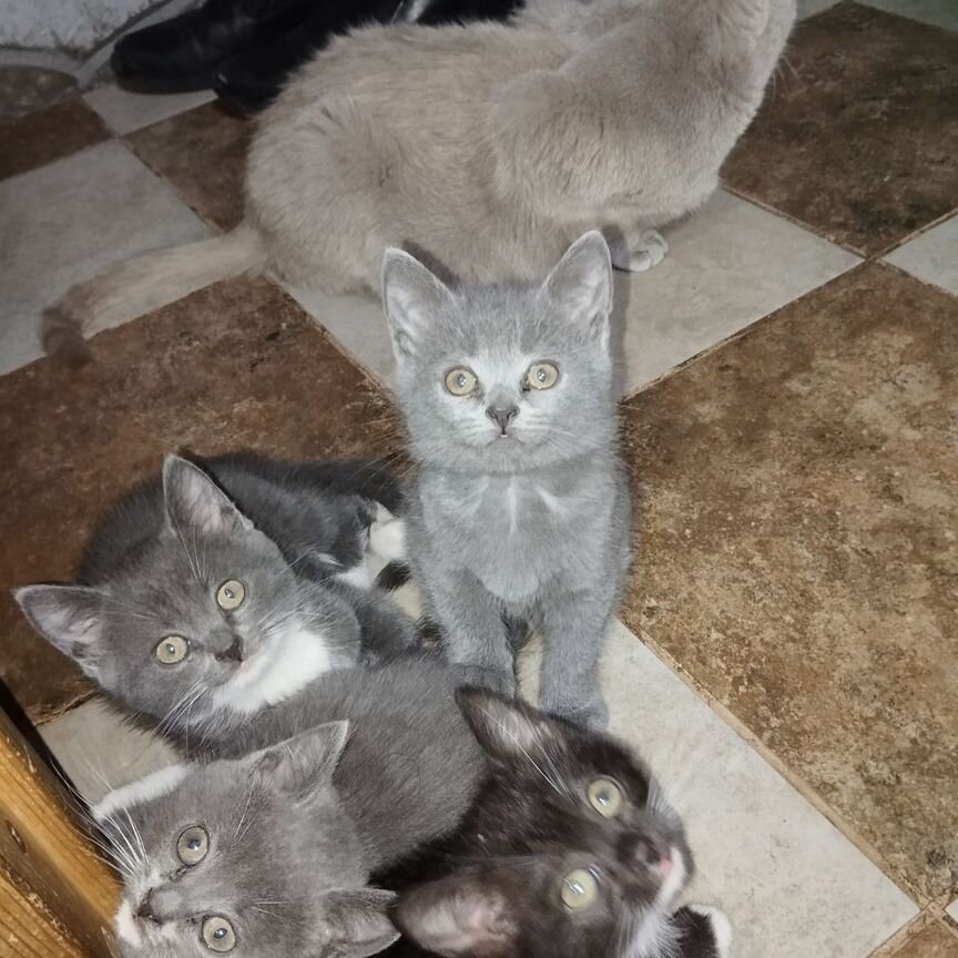 Игривые котики