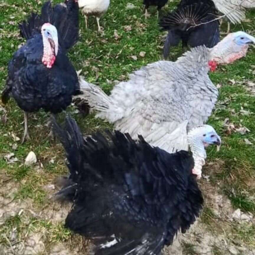 Индюки живые домашние