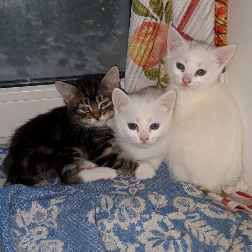 Котята в добрые руки