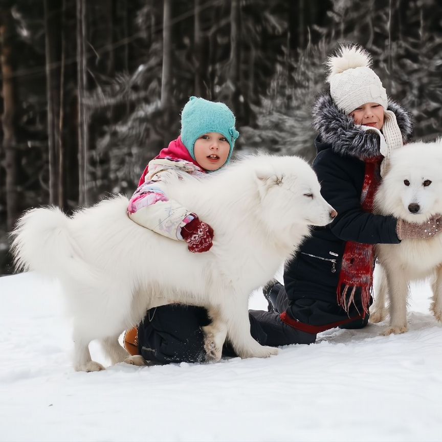 Самоедская собака, взрослый пёс