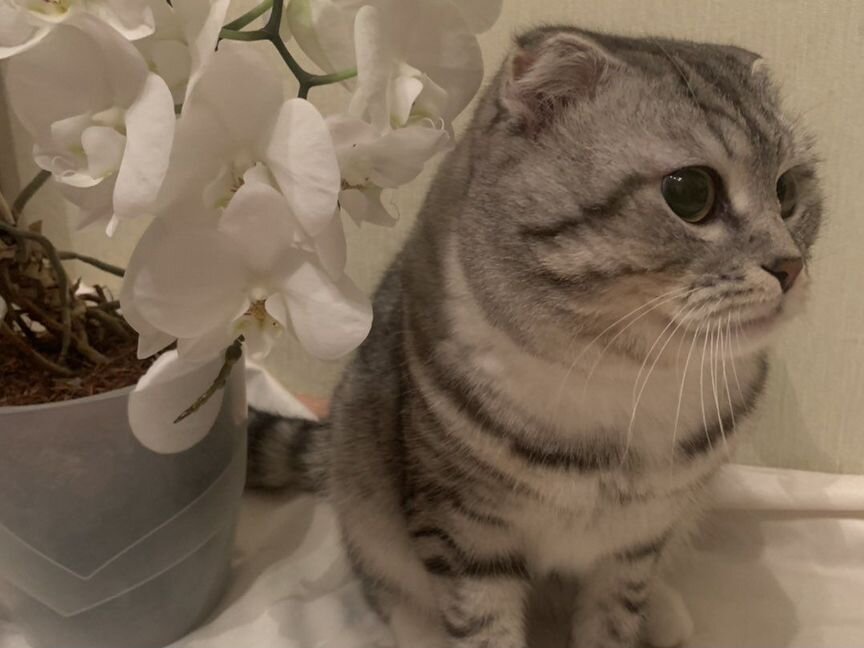 Шотландский кот вязка