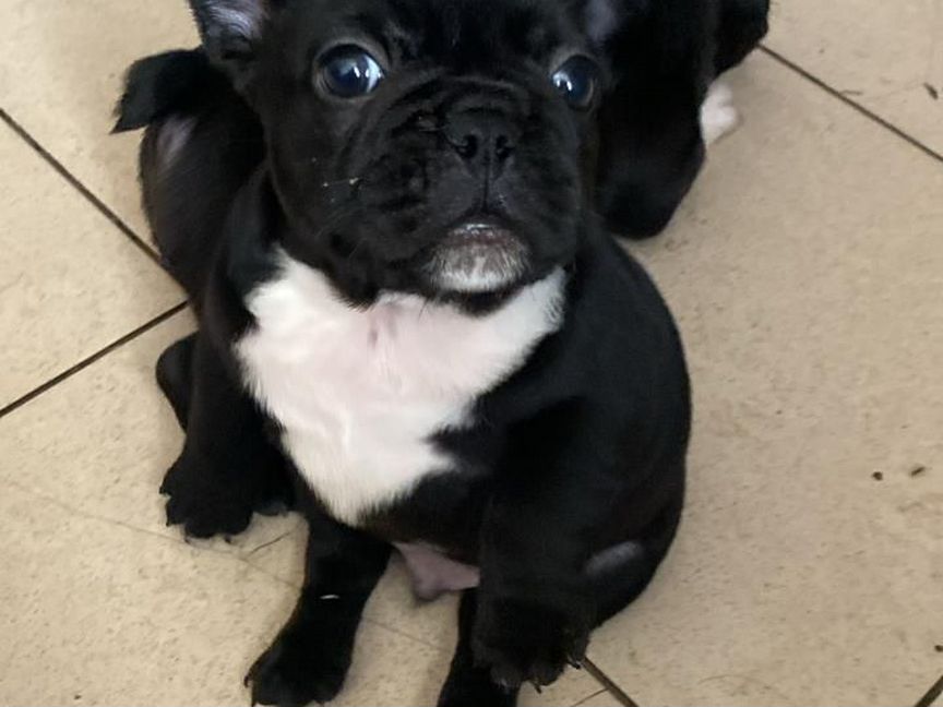 Французский бульдог щенки