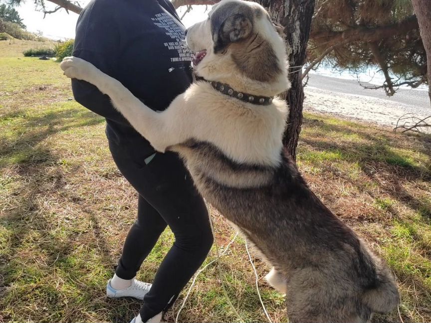 Среднеазиатская овчарка алабай в добрые руки
