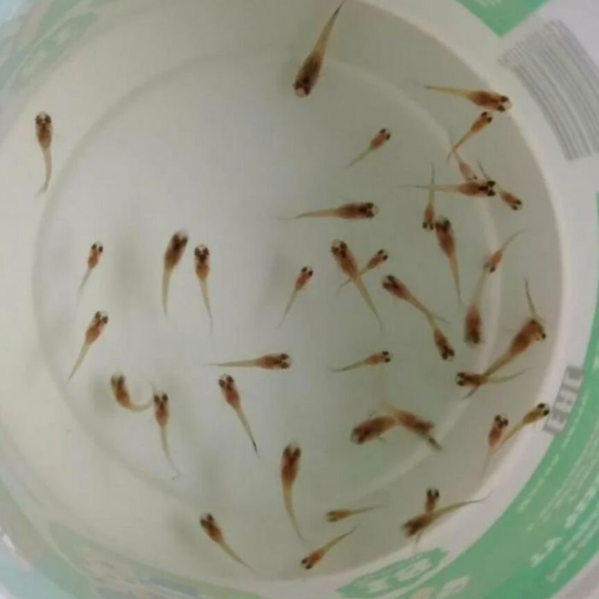 Мальки гуппи 7 шт