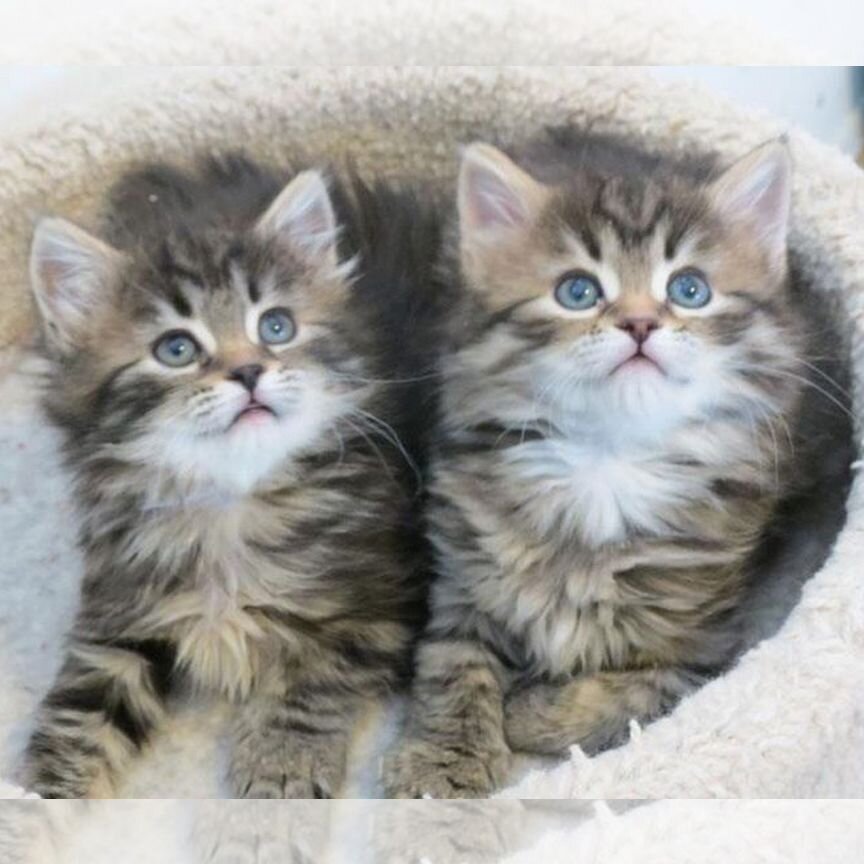 Сибирский котёнок