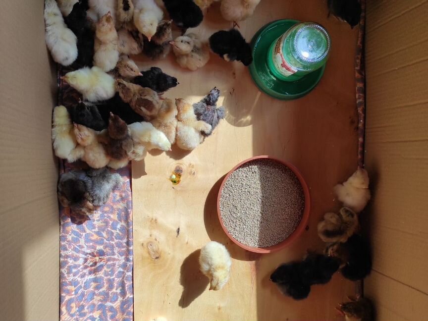 Цыплята суточные несушки