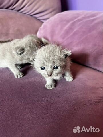 Шотландские вислоухие котята