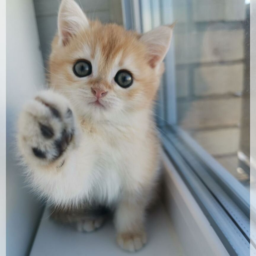 Шотландский прямоухий короткошёрстный котёнок