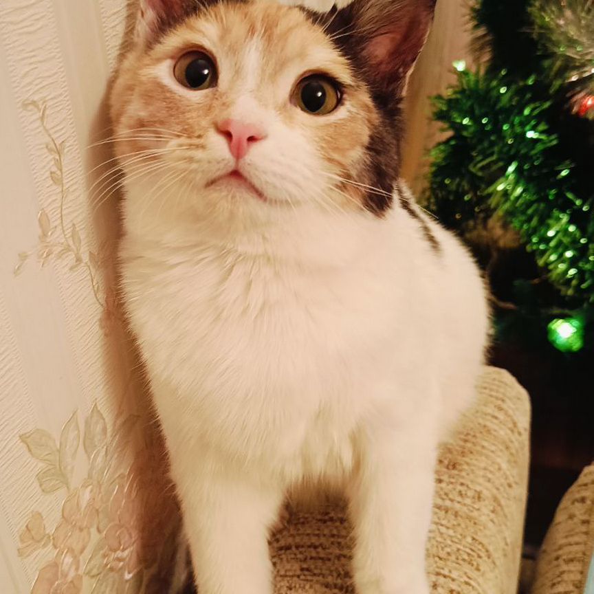 Кошка 5мес