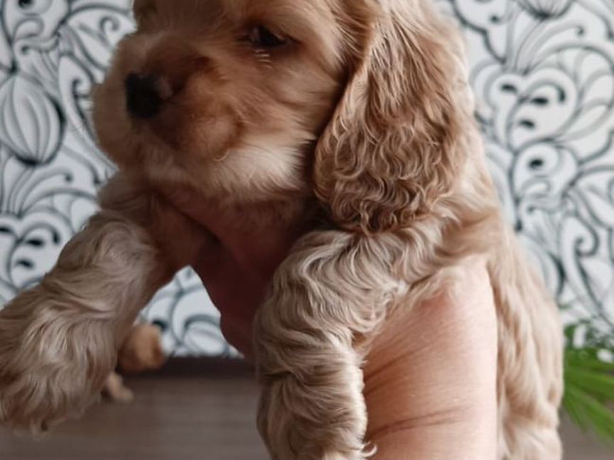 Кокер спаниель