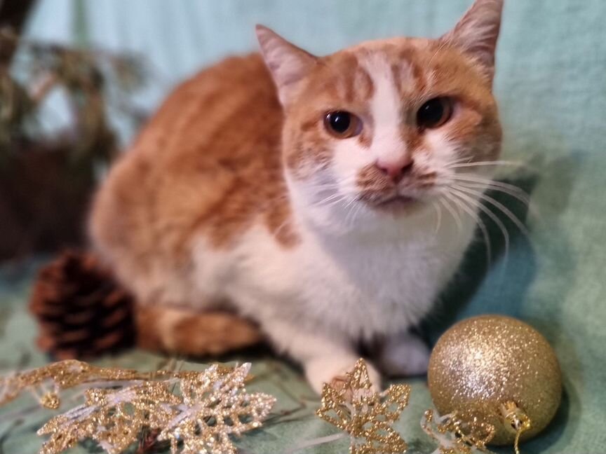 Кошечка Анжелика 1.5 года