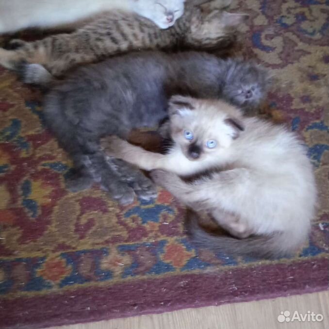 Симпатичные котята