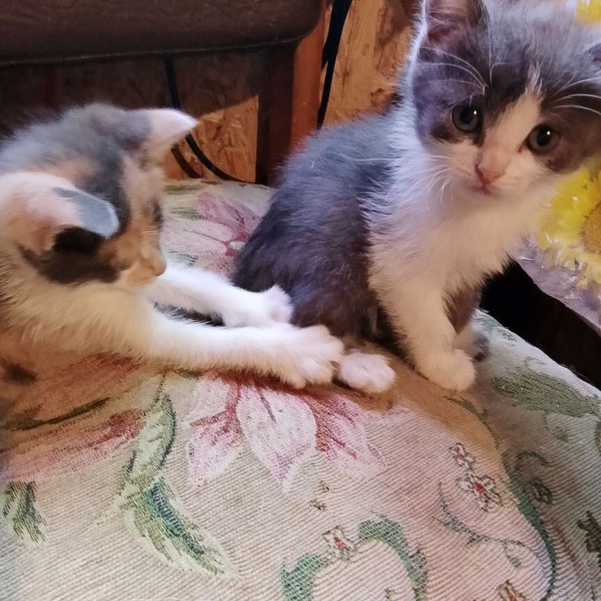 Котёнок в добрые руки