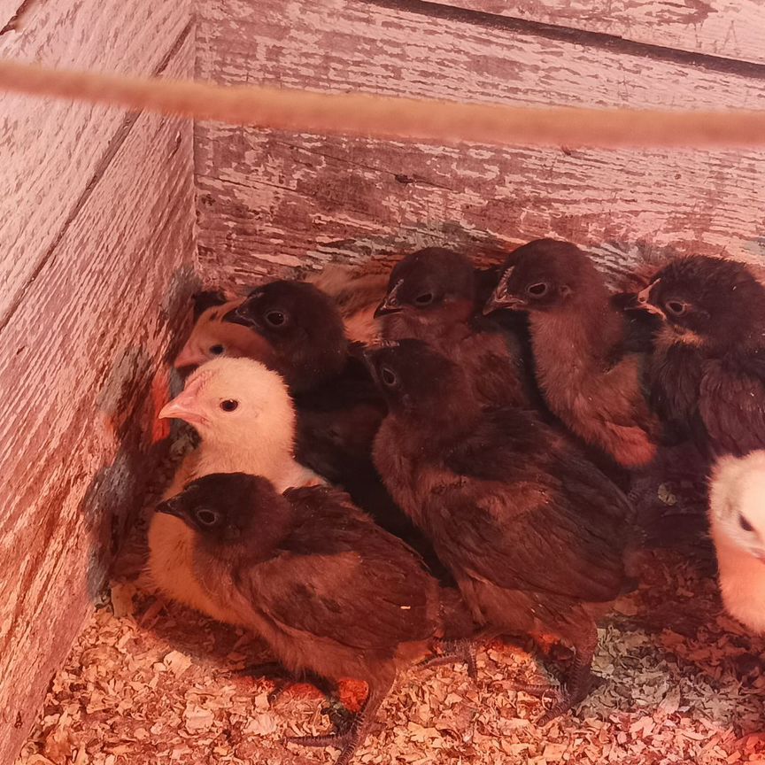 Цыплята ухейилюй