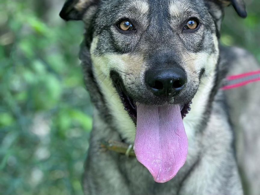Блюм из приюта с надеждой ждёт своего человека