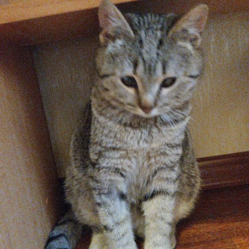 Котенок 5 месяцев